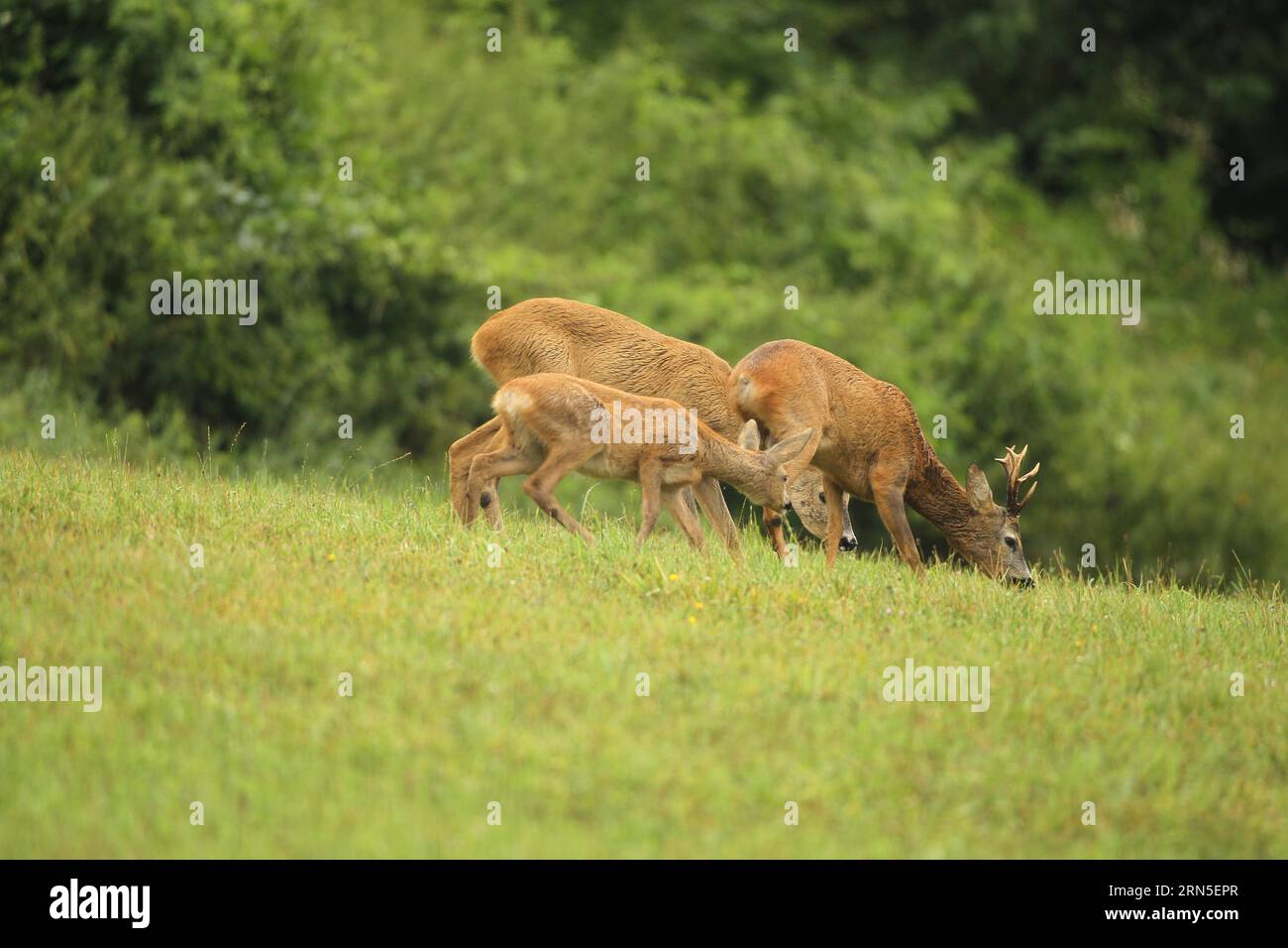 Buck and doe hi-res stock photography and images - Alamy