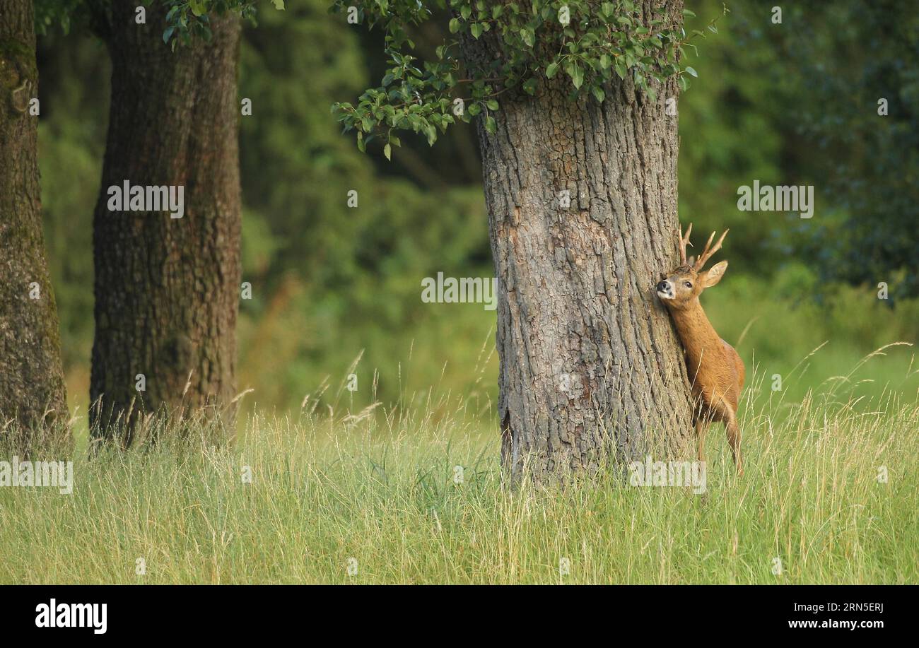 Roe deer rut season austria hi-res stock photography and images - Alamy