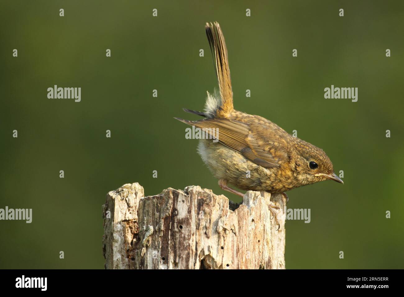 Fledgling robin hi-res stock photography and images - Alamy