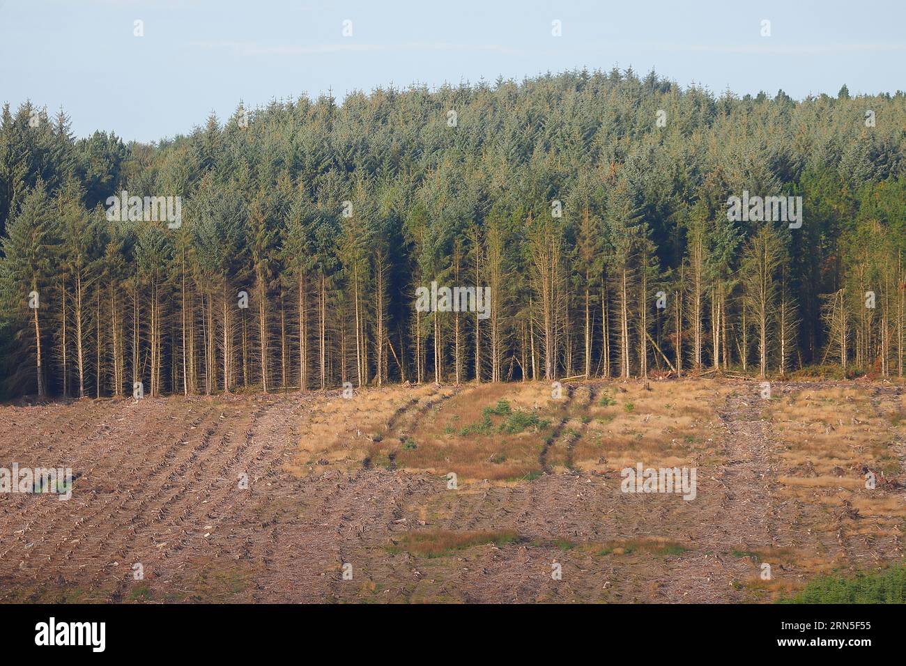 Forest clearance in the Yorkshire Dales National Park Stock Photo - Alamy