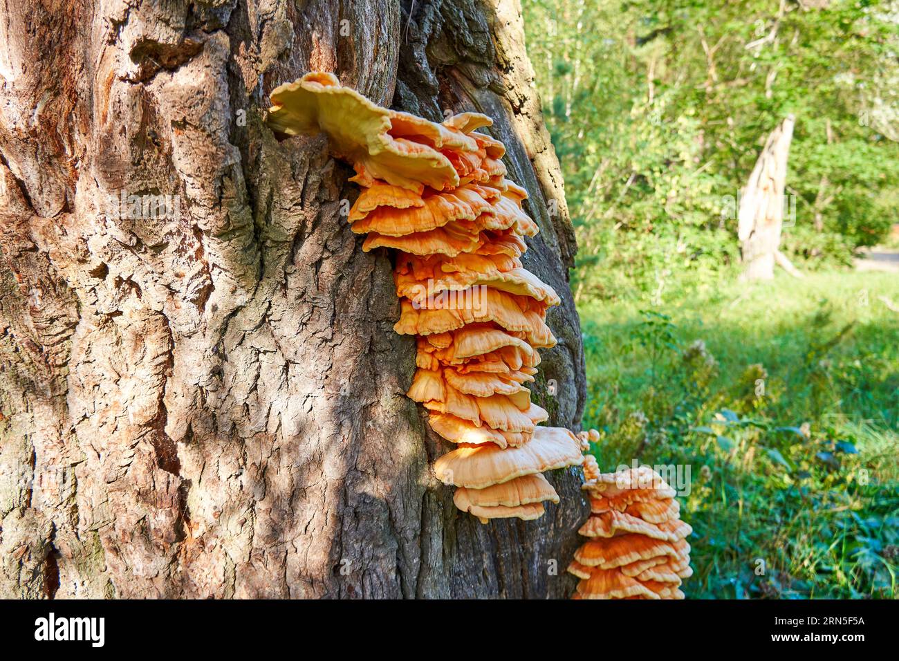Sulphur polypore fungi (Laetiporus sulphureus) growing on a tree Stock ...