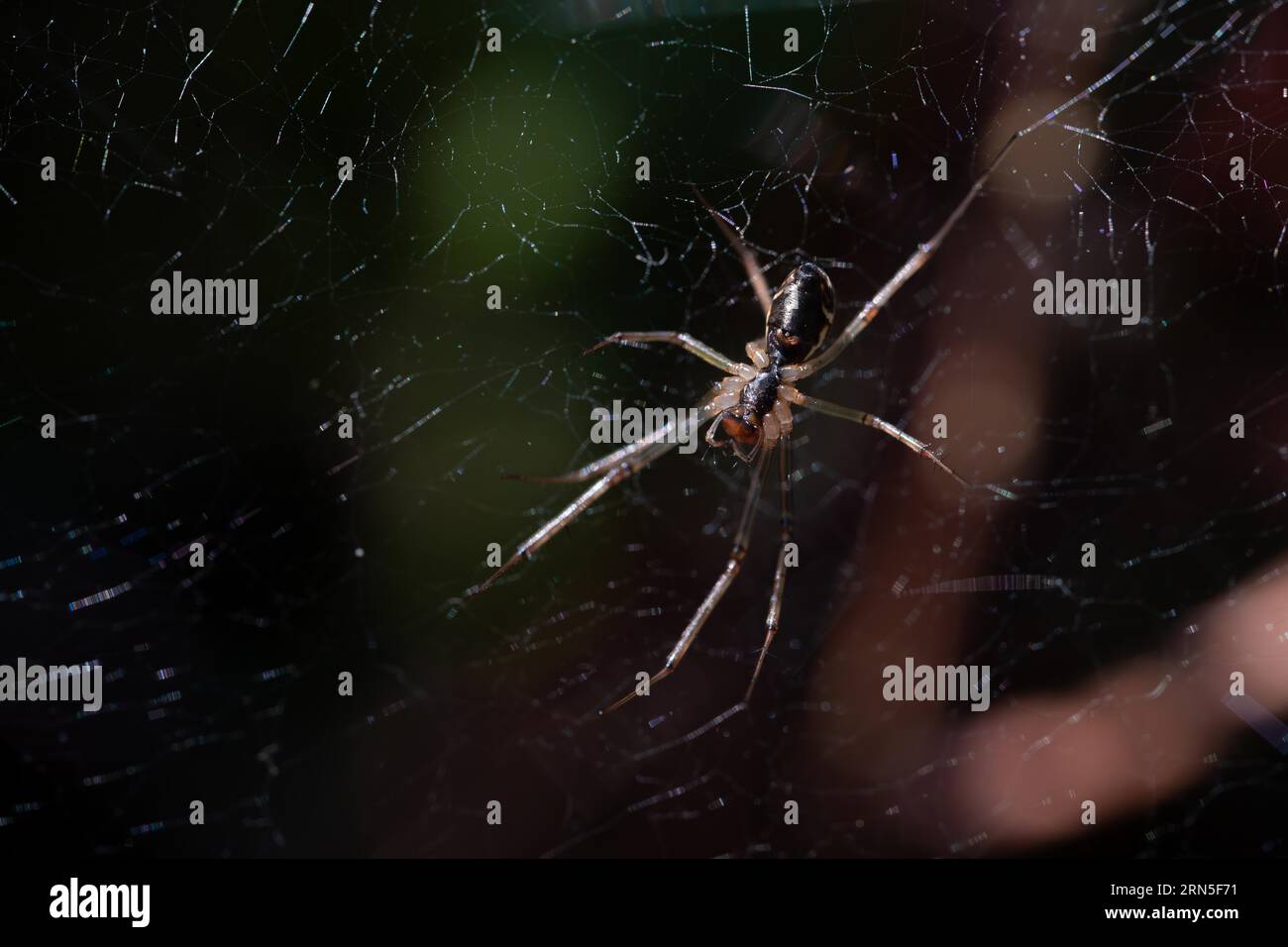 Baldachin spider (Linyphiidae), spider in web from above, Wurzacher ...
