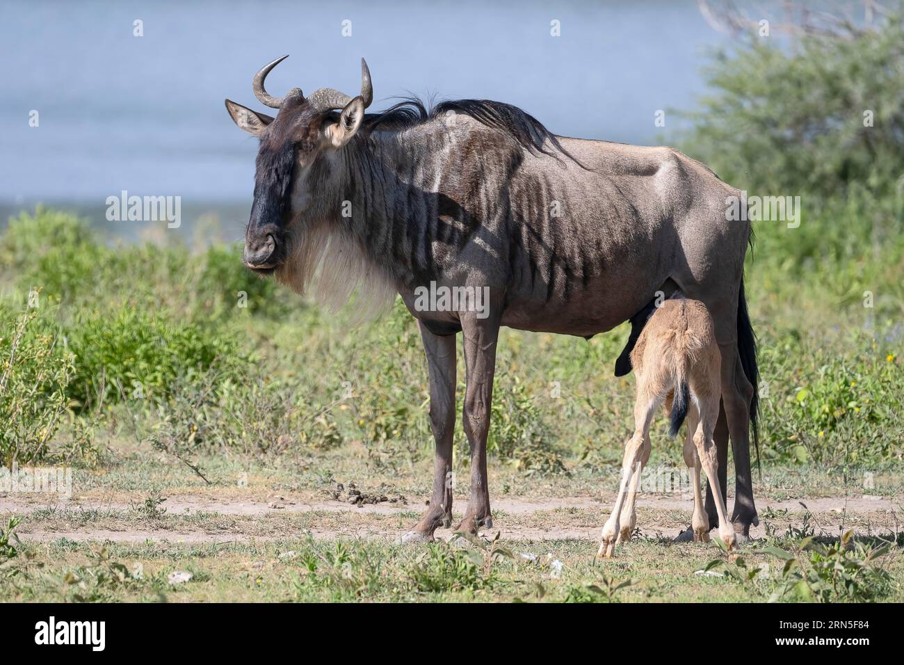 Wildebeest (Connochaetes), cow with calf, Ndutu Conservation Area ...