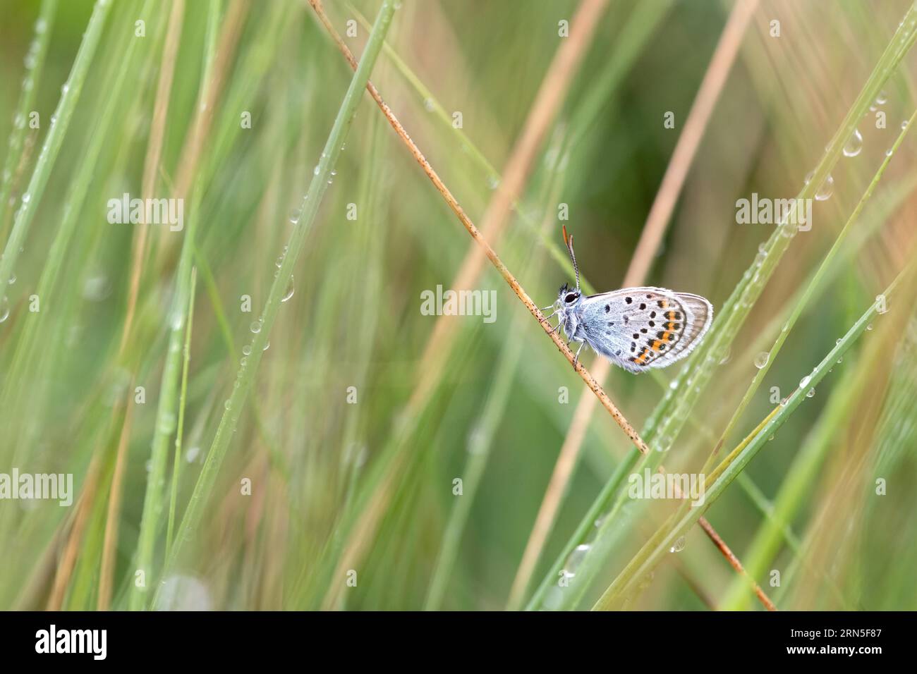 Silver-studded blue (Plebejus argus), sitting on stalk between grass ...
