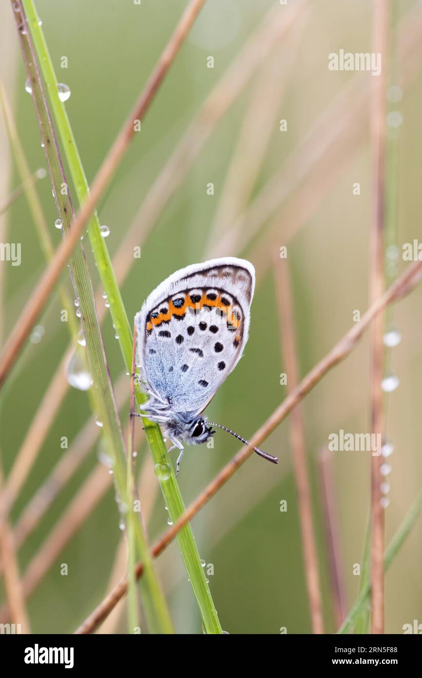 Silver-studded blue (Plebejus argus), sitting on blade of grass, moor ...