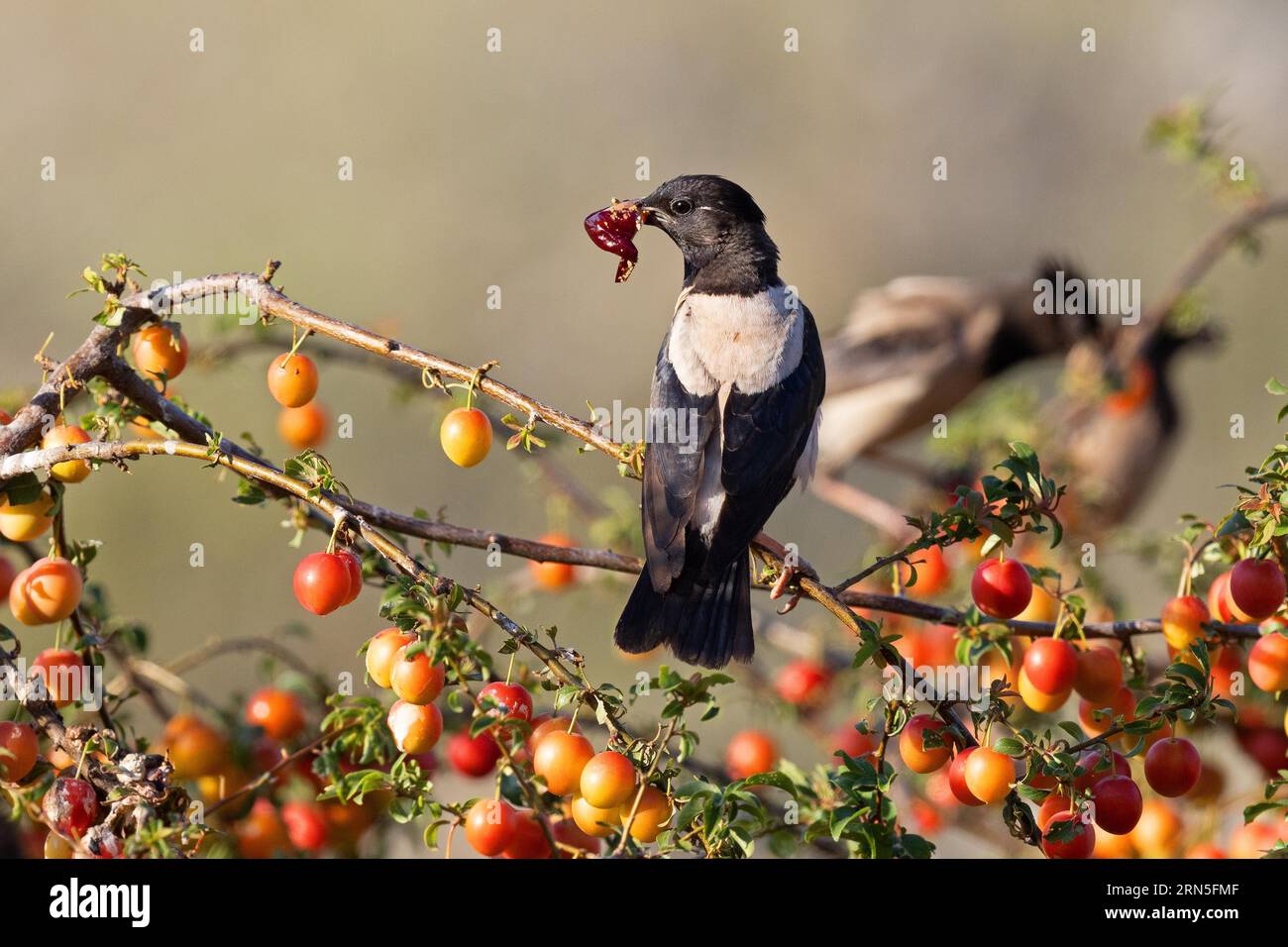 Roseate starling (Pastor roseus), adult bird with food, Dobruja ...