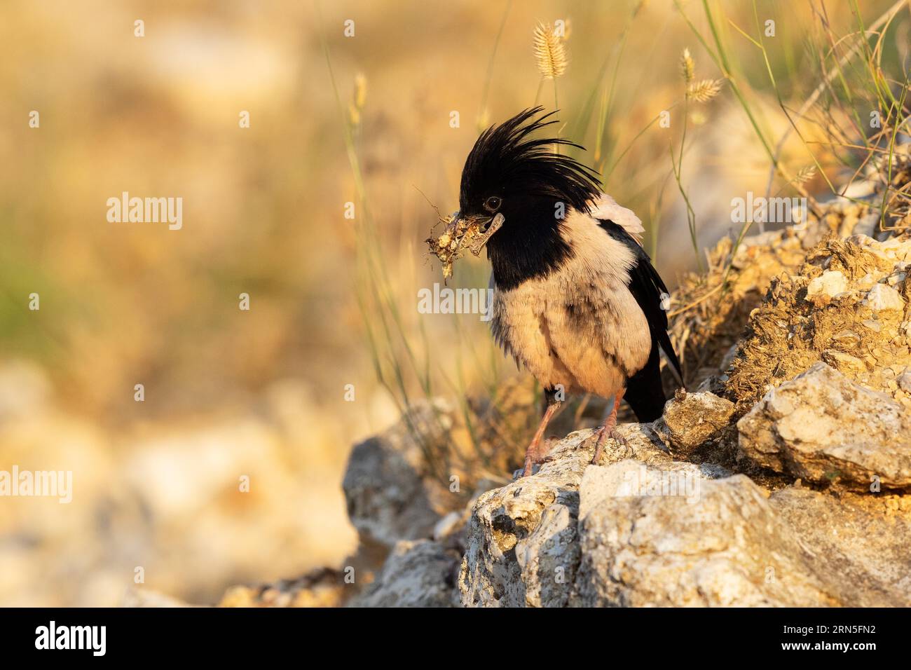 Roseate starling (Pastor roseus), adult bird with food, Dobruja ...