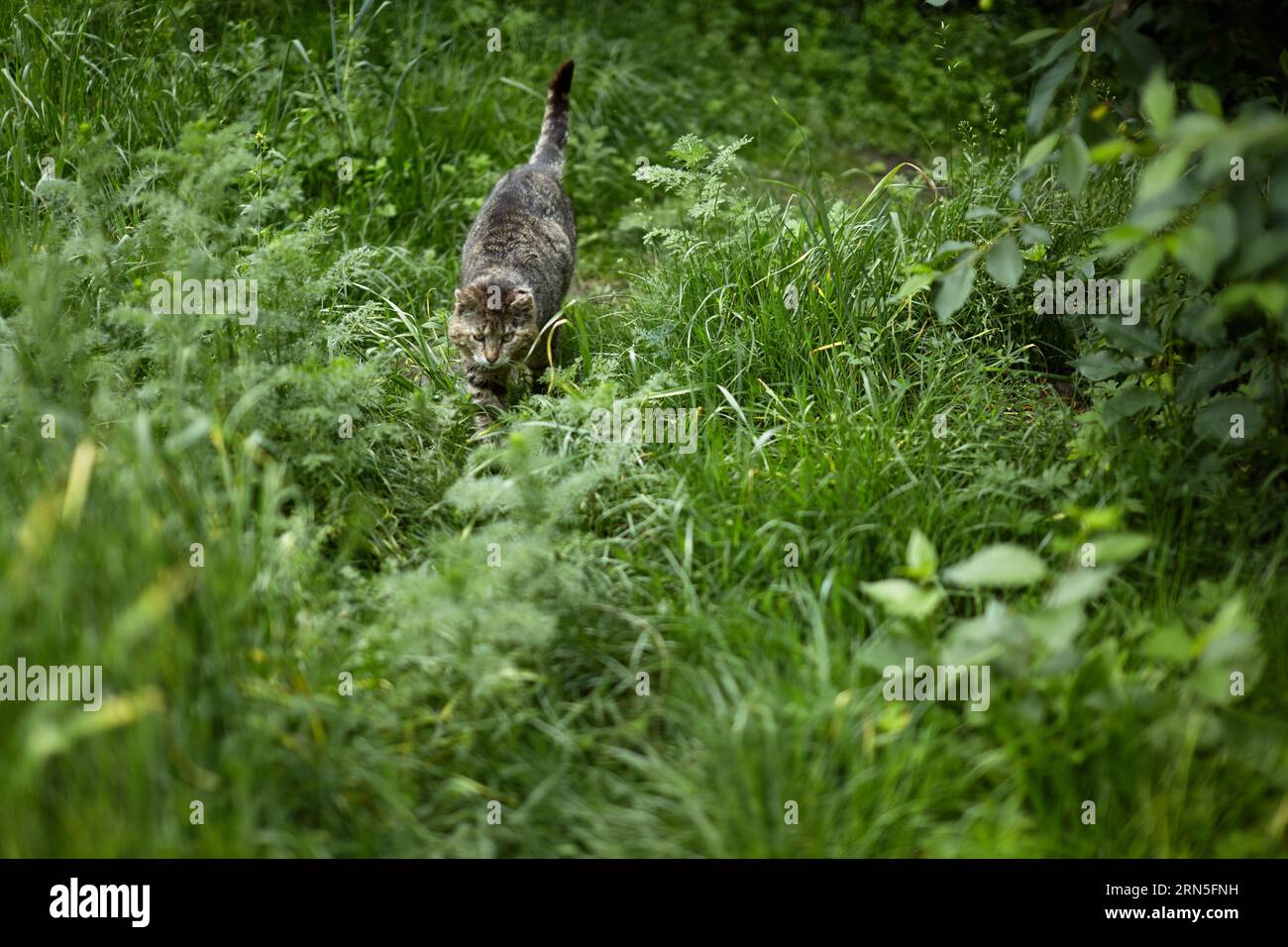 The family cat goes hunting in the garden Stock Photo - Alamy