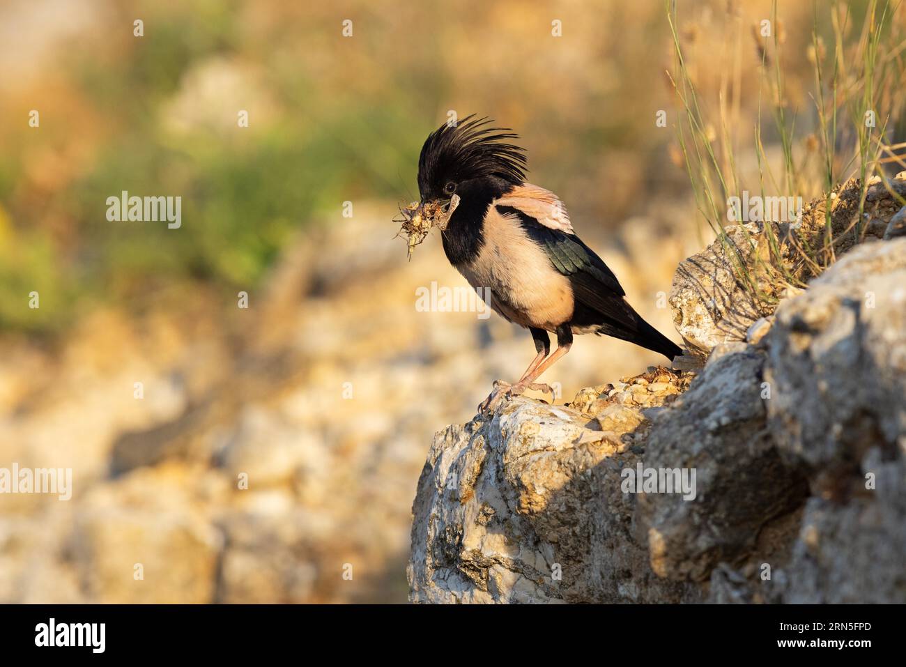 Roseate starling (Pastor roseus), adult bird with food, Dobruja ...