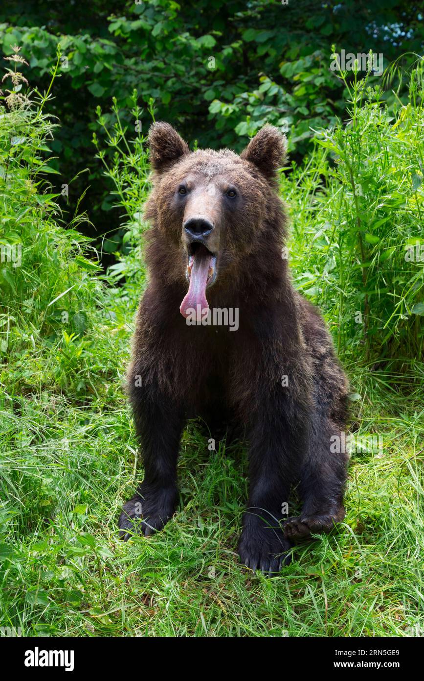 Transylvania brown bear hi-res stock photography and images - Alamy