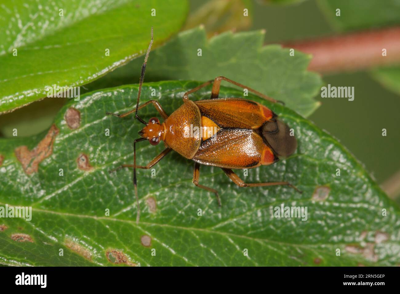 Red soft bug (Dereacoris ruber) on a leaf, Baden-Wuerttemberg, Germany ...