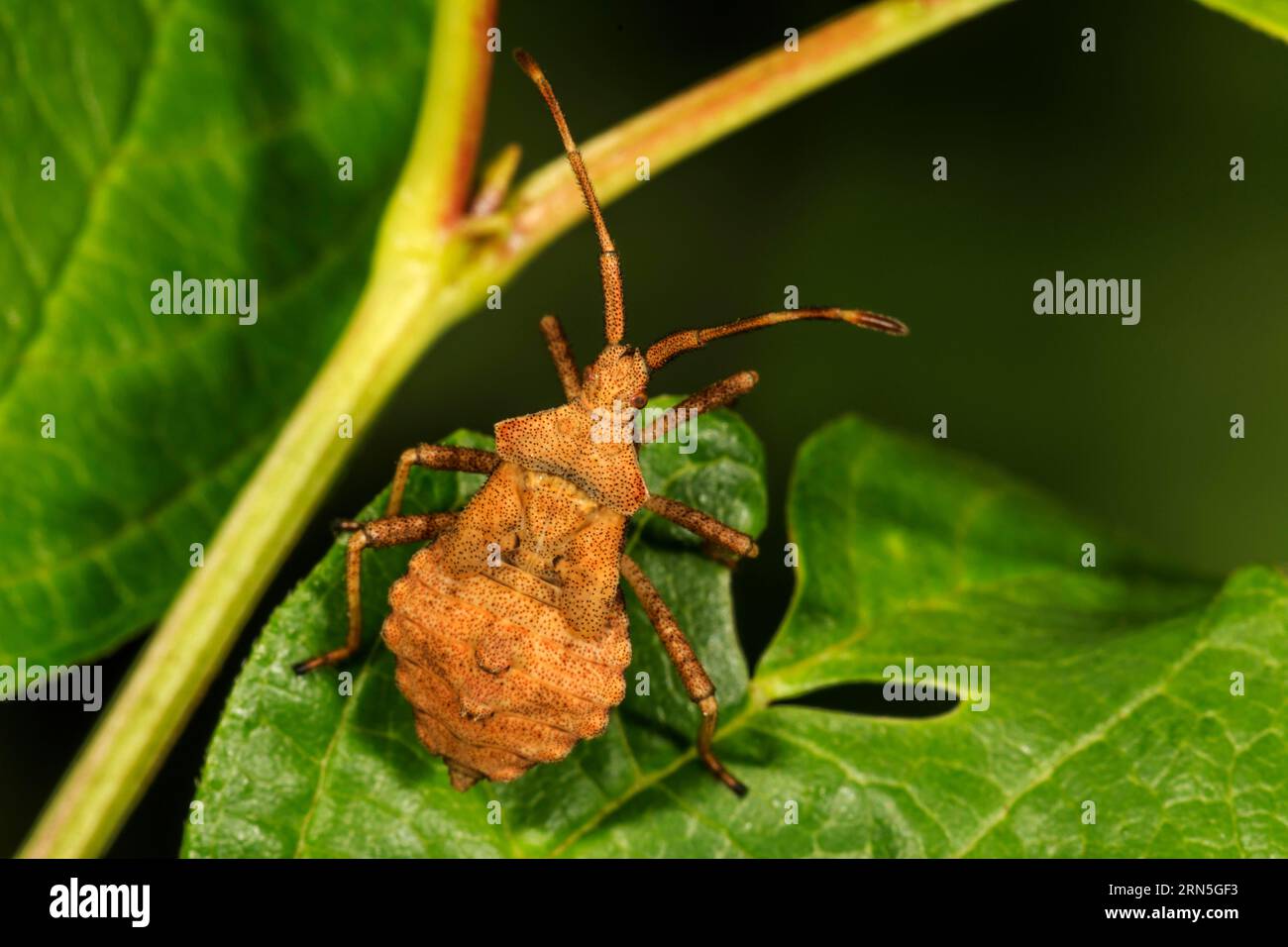 Dock bug (Coreus marginatus) in 5th larval stage on a leaf, Baden ...