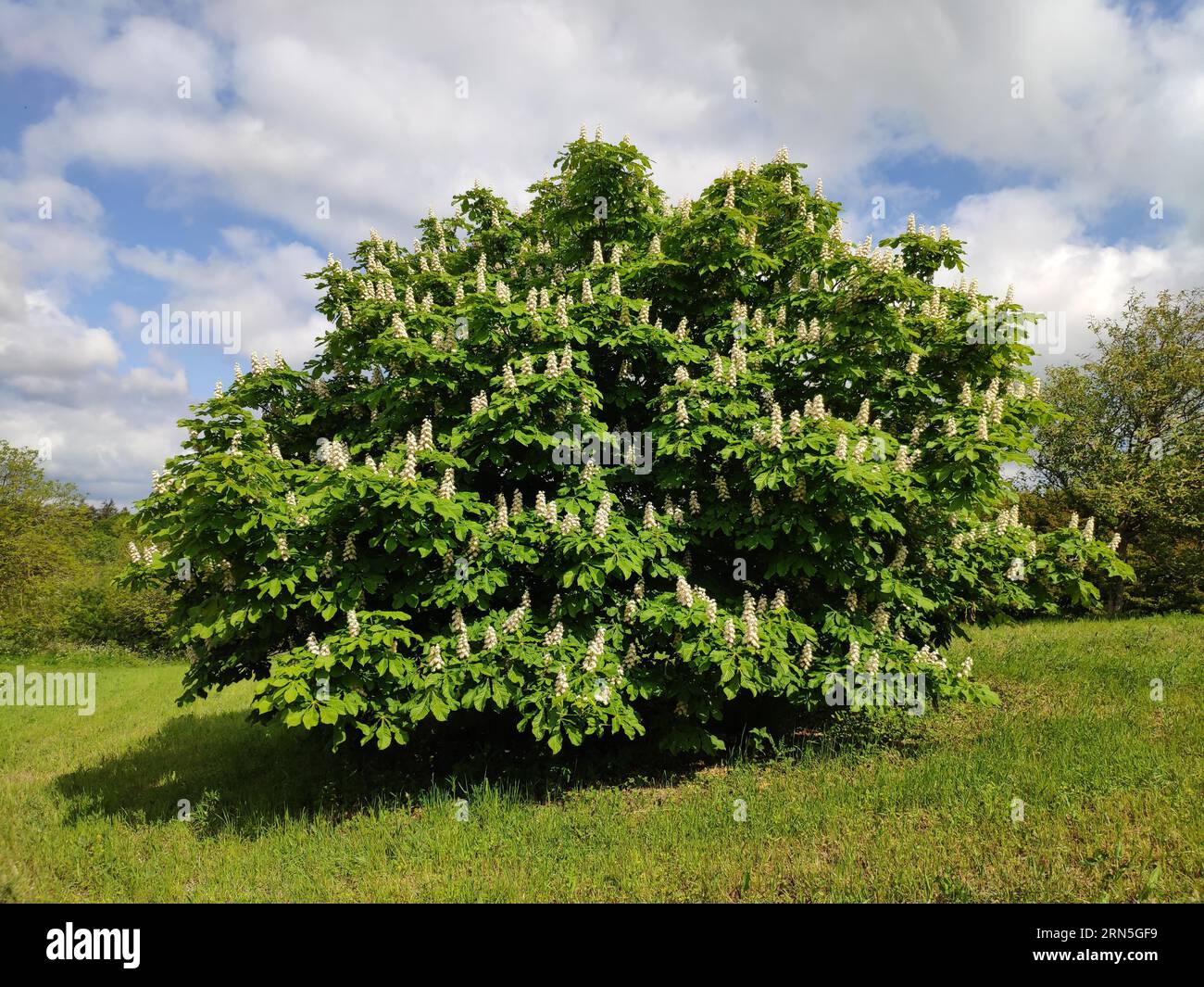 Flowering horse chestnut (Aesculus hippocastanum), Denmark Stock Photo ...