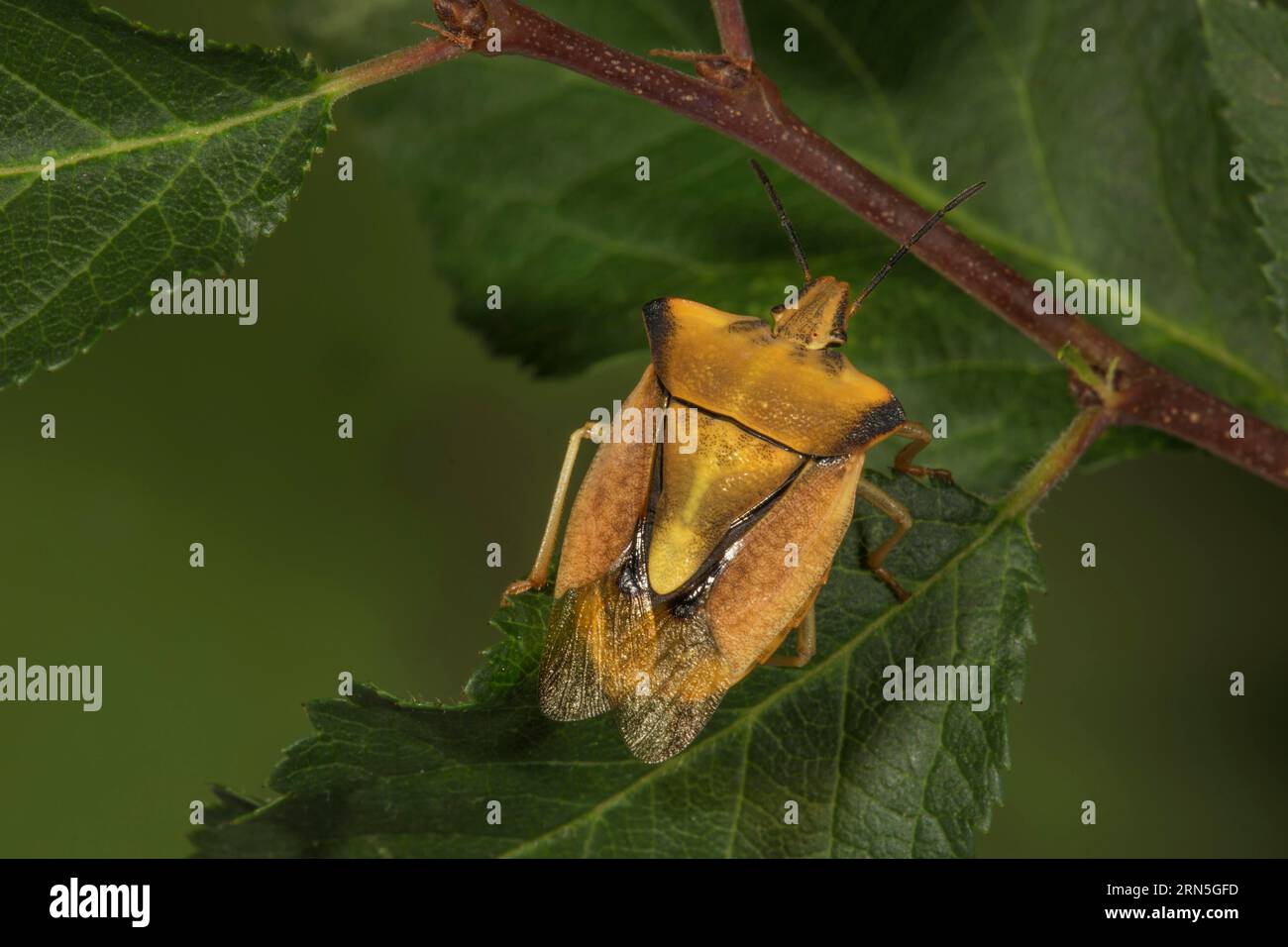 Tree bug (Carpocoris fuscispinus) on a leaf, Baden-Wuerttemberg ...