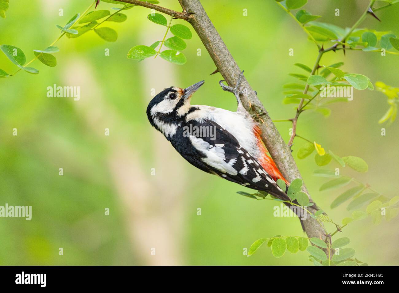 Great spotted woodpecker (Dendrocopus major) female, Hungary Stock ...