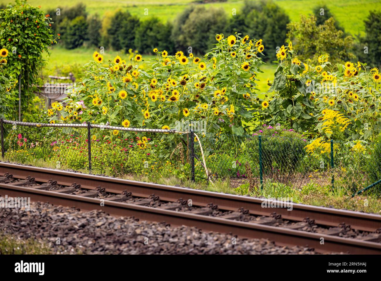 Flowers next to railroad track hi-res stock photography and images - Alamy