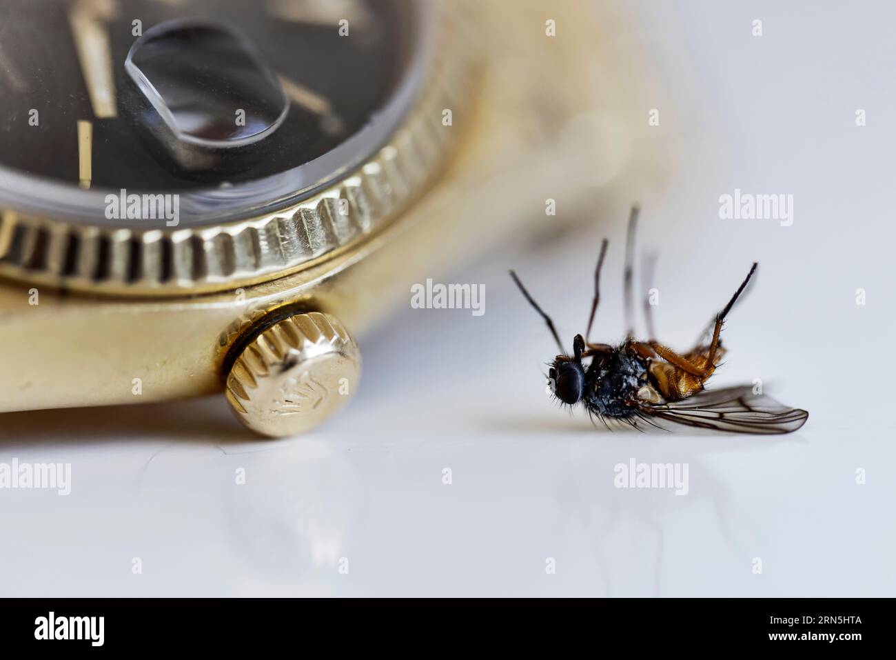 Still life, close-up of a golden clock and a dead fly symbolises ...