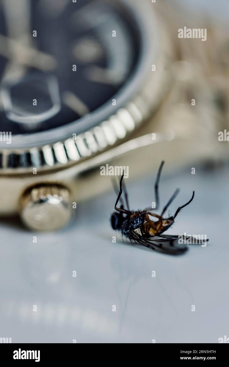 Still life, close-up of a golden clock and a dead fly symbolises ...