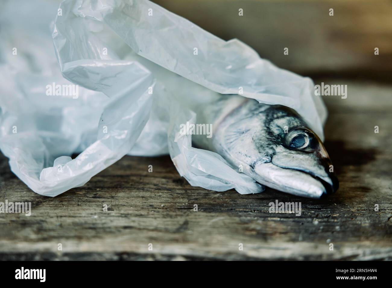 Still life, dead fish in a plastic bag lies on a wooden table, Cologne ...
