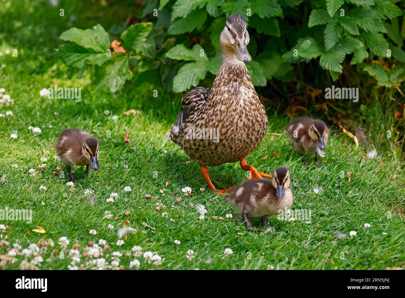 Mallard (Anas platyrhynchos), female with chicks, animal children ...