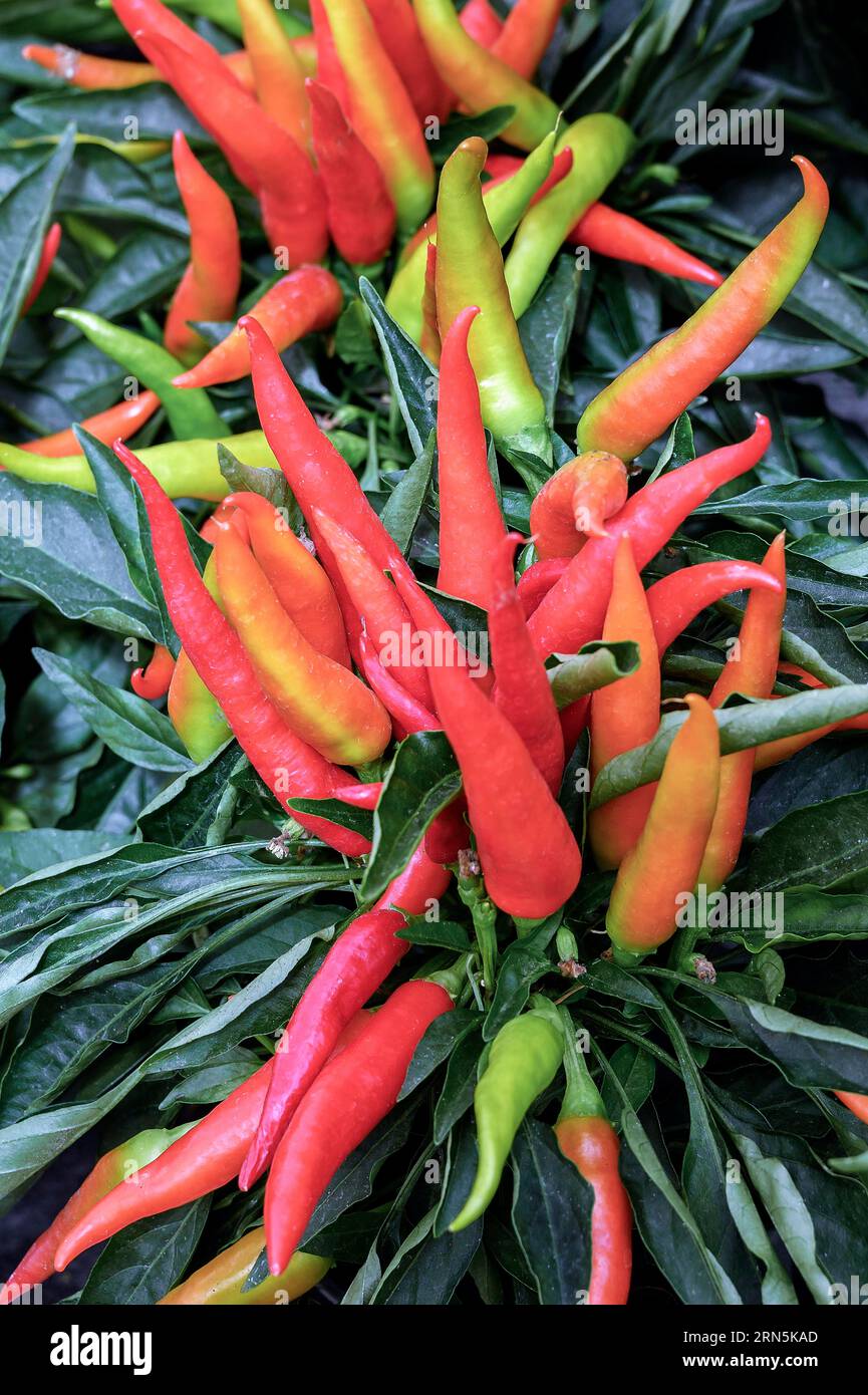 Pepperoni paprika hi-res stock photography and images - Alamy