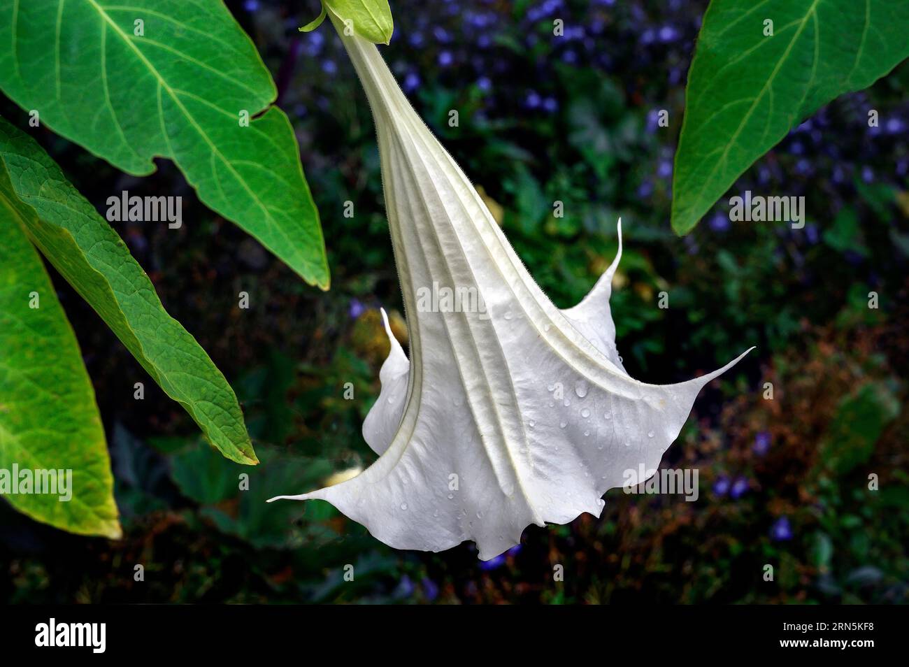 White trumpet creeper (Campsis), Allgaeu, Bavaria, Germany Stock Photo ...