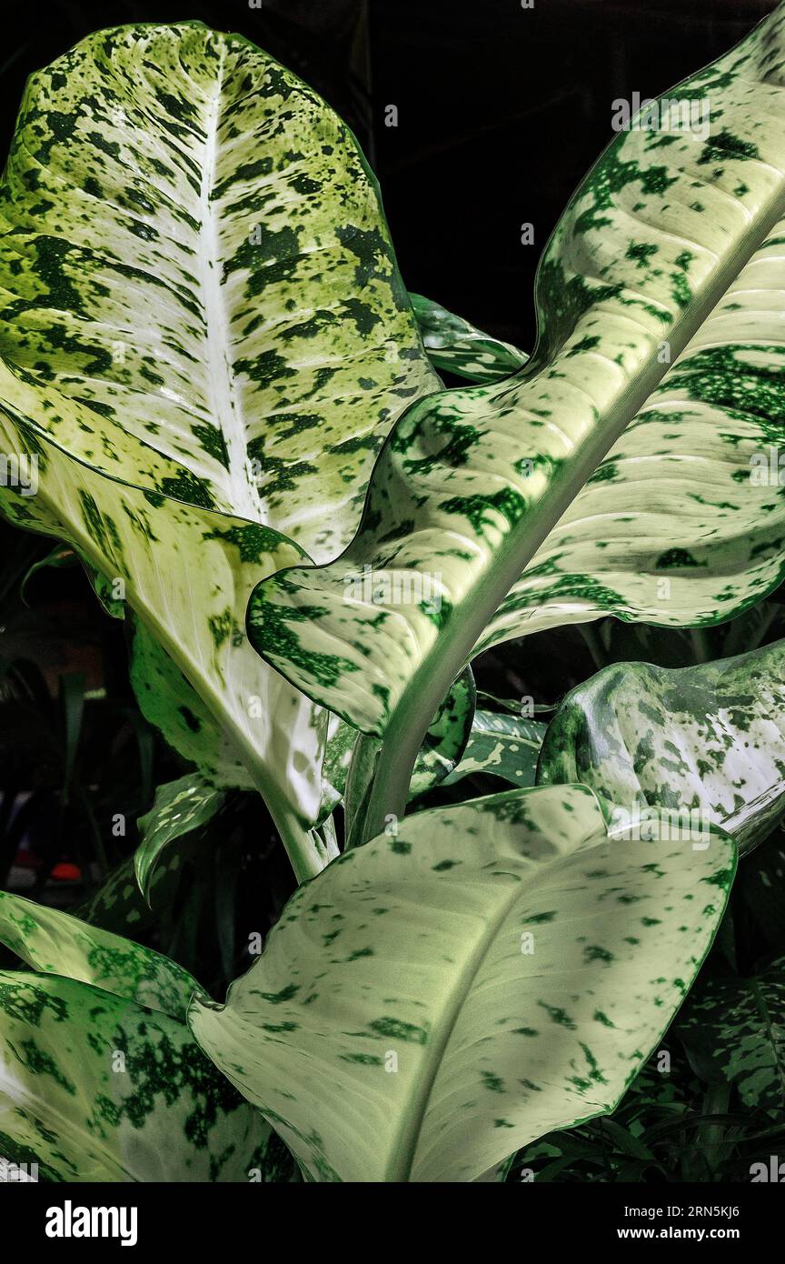 Dieffenbachias (Dieffenbachia) are a genus of plants in the aroids ...