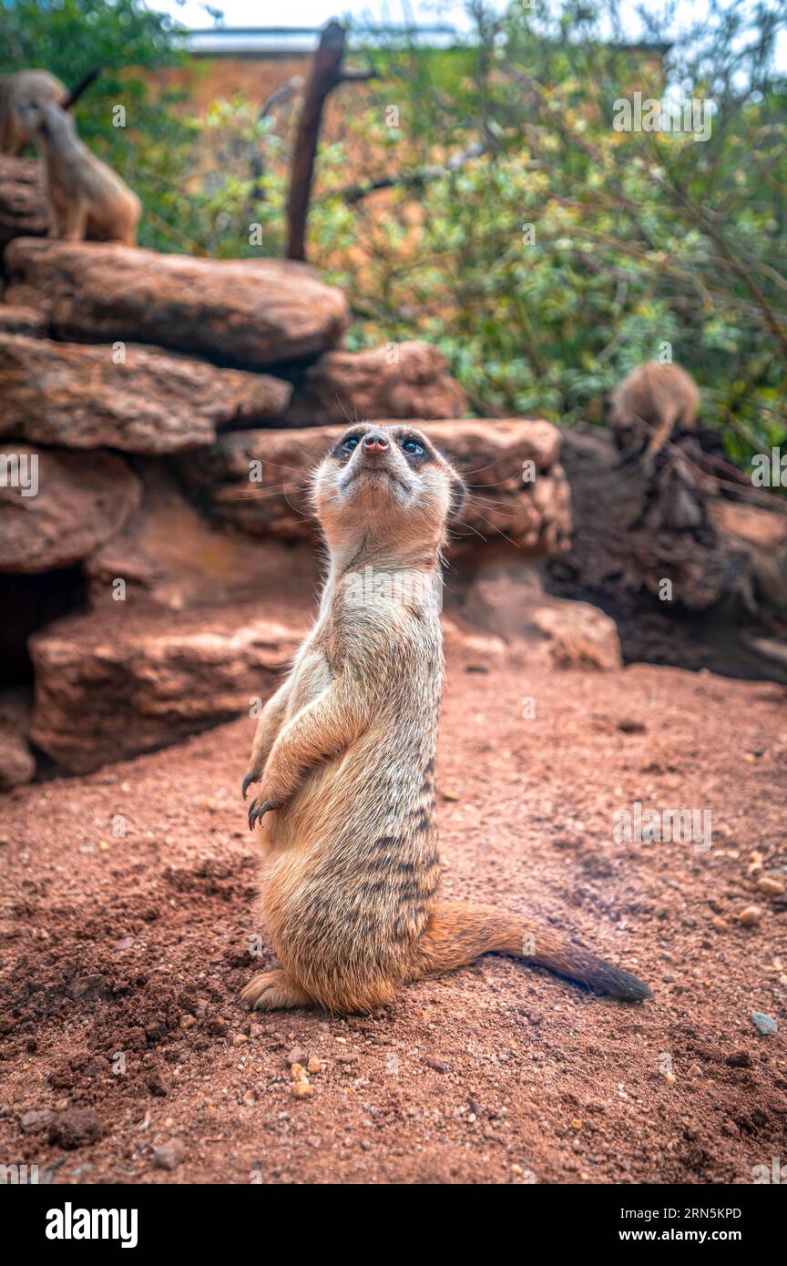 Meerkat enclosure hi-res stock photography and images - Alamy