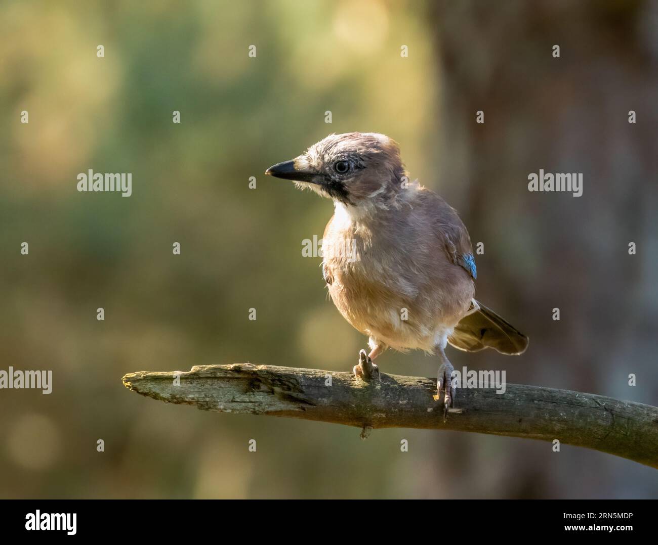 Juvenile jay hi-res stock photography and images - Alamy