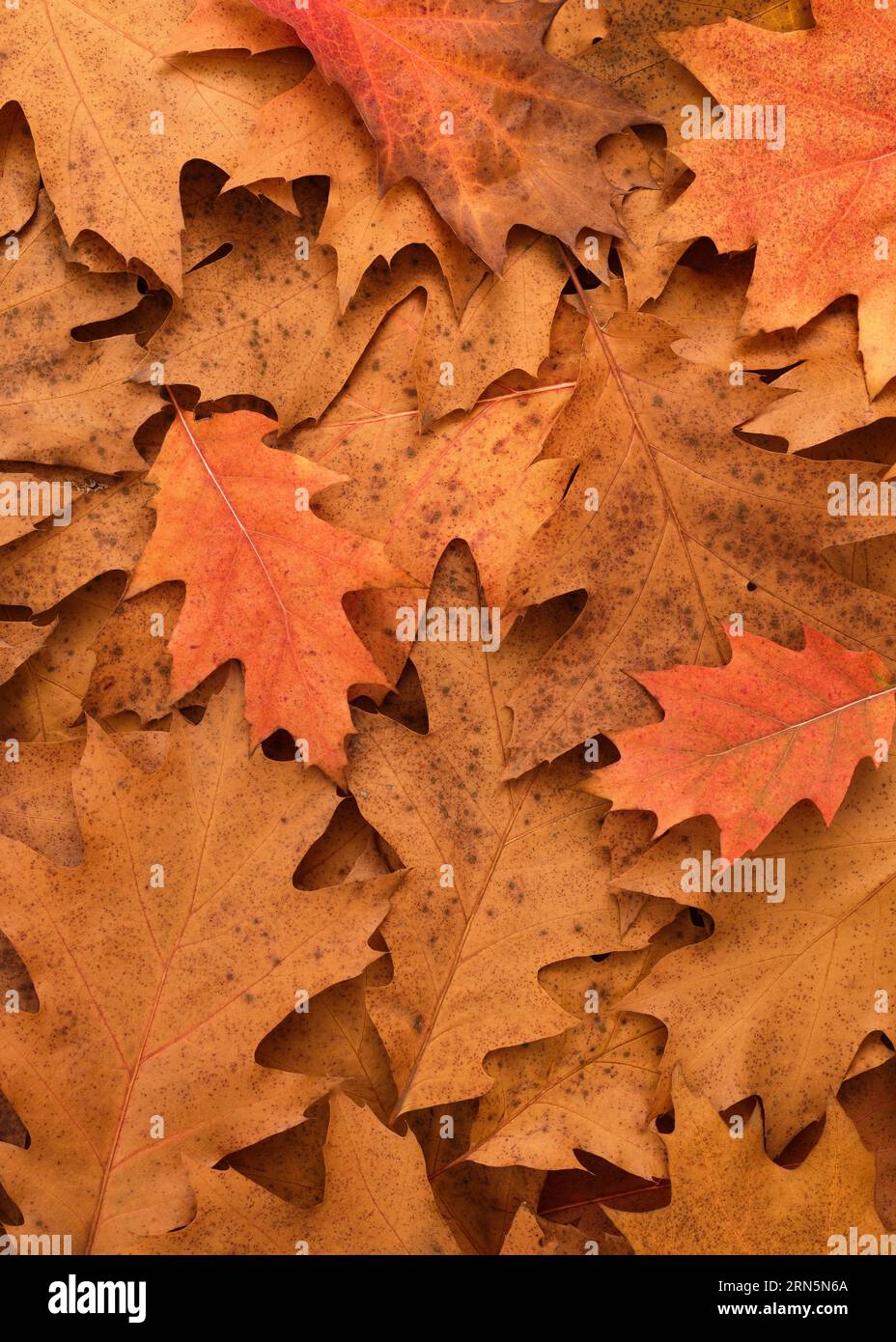 Autumn Background with Fallen Oak Leaves Stock Photo - Alamy