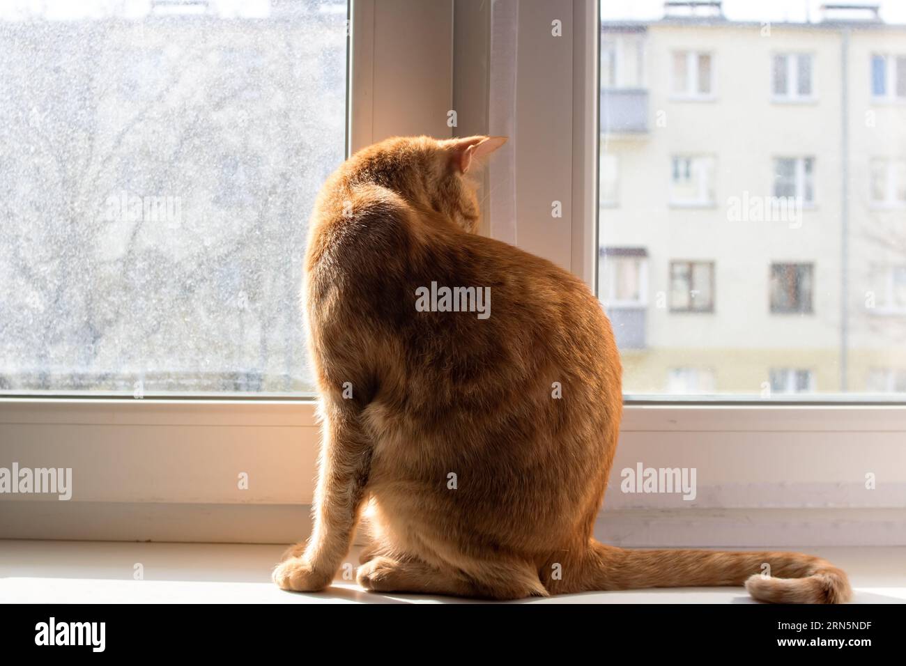 Ginger cat looking out the window on the windowsill Stock Photo - Alamy