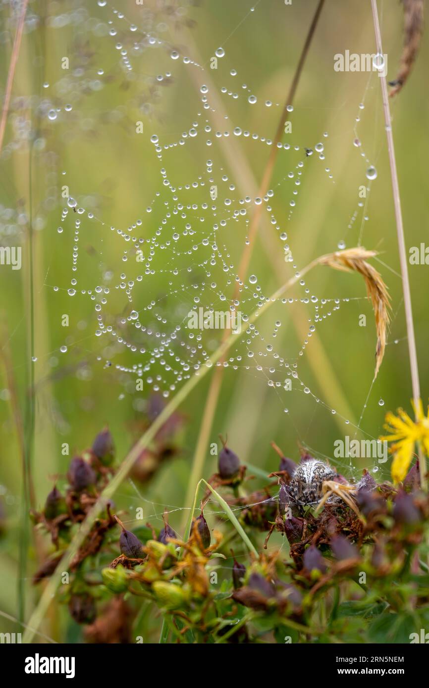 Cross spider, spider web with water drop, Switzerland Stock Photo - Alamy