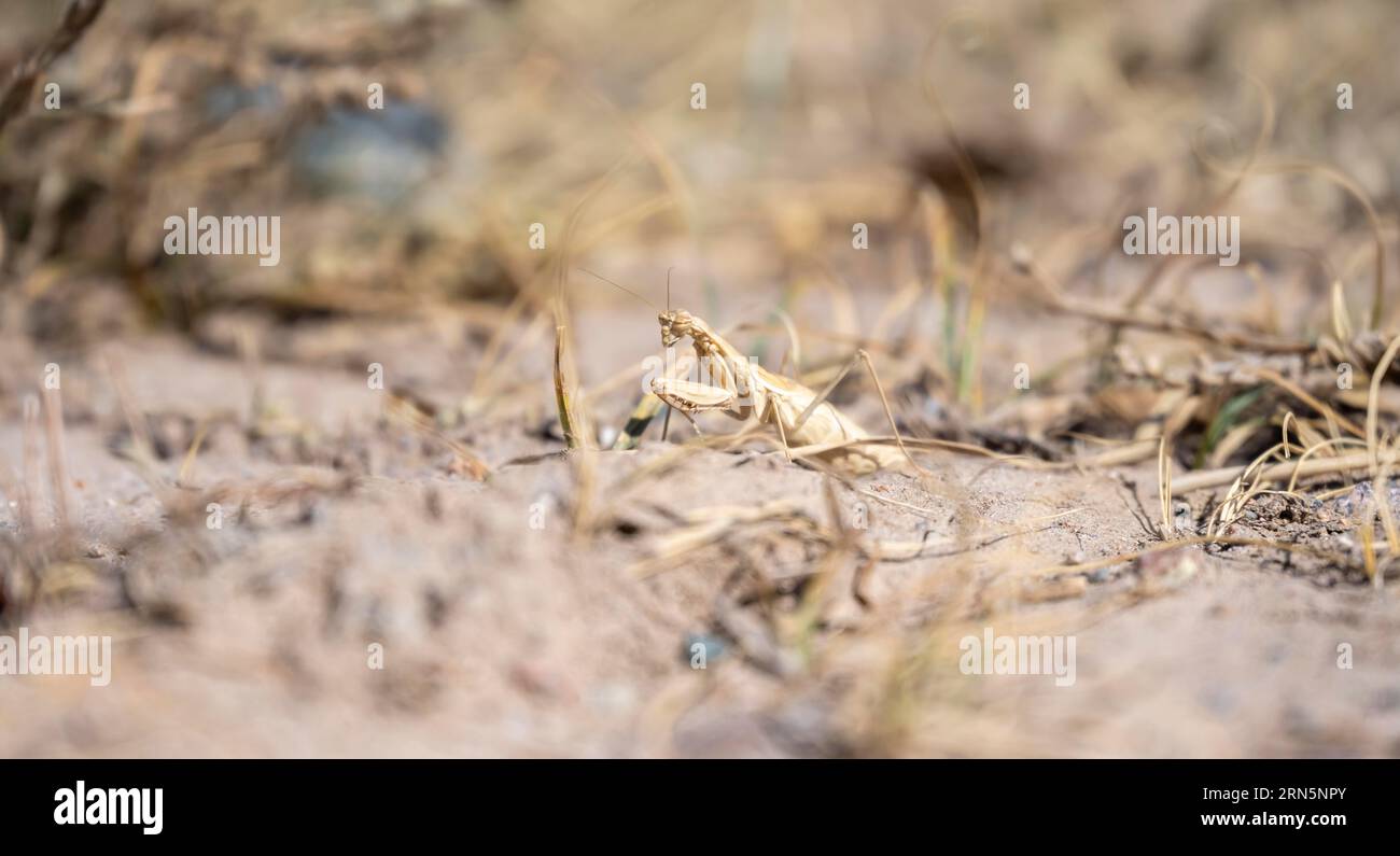 Praying mantis in dry grass, Chuy Province, Kyrgyzstan Stock Photo - Alamy