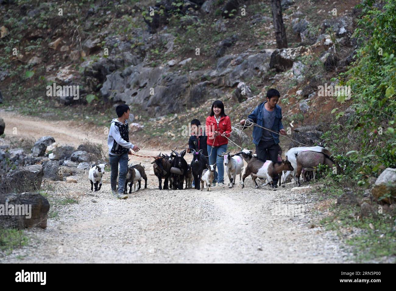 41-year-old villager Meng Guidong (1st R) and his children herd sheep ...
