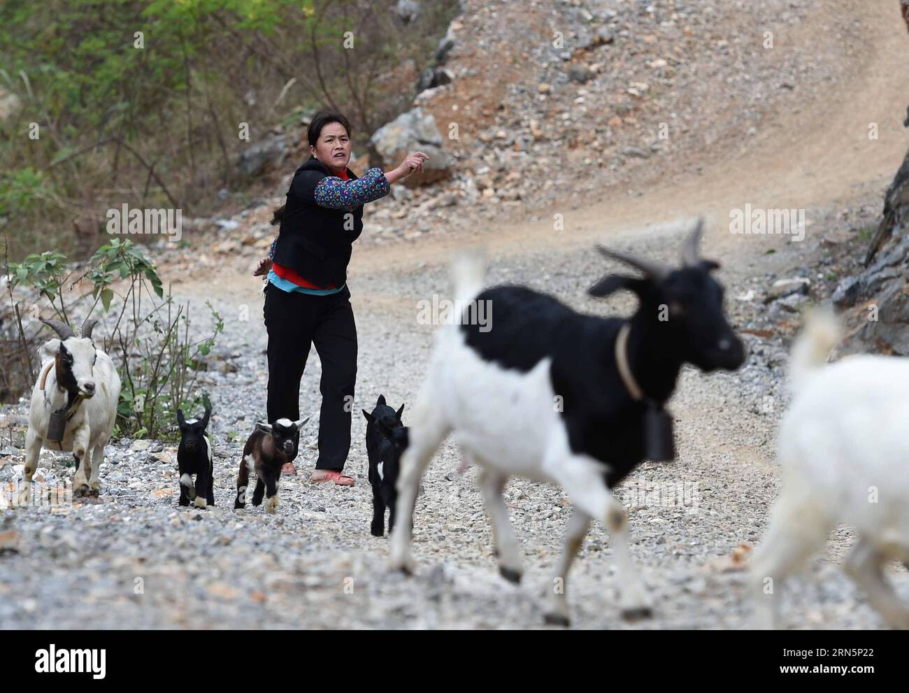 (150701) -- DAHUA, July 1, 2015 -- A villager of Nongyong Village herds ...