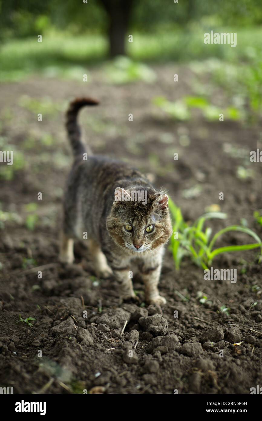 Fluffy cat hunting pose hi-res stock photography and images - Alamy