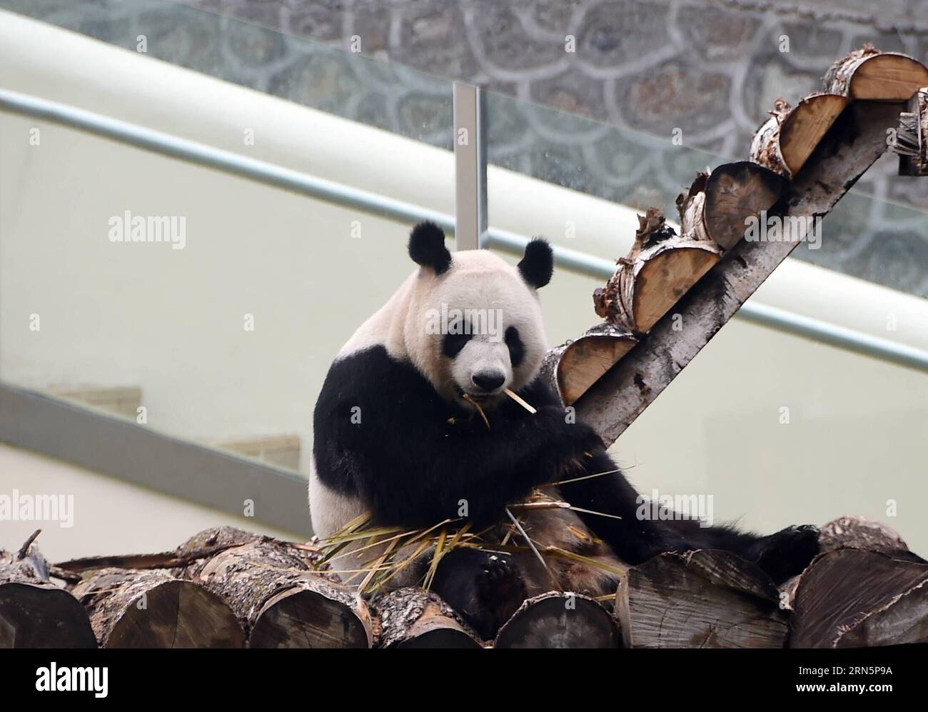 Tiger saw hi-res stock photography and images - Alamy