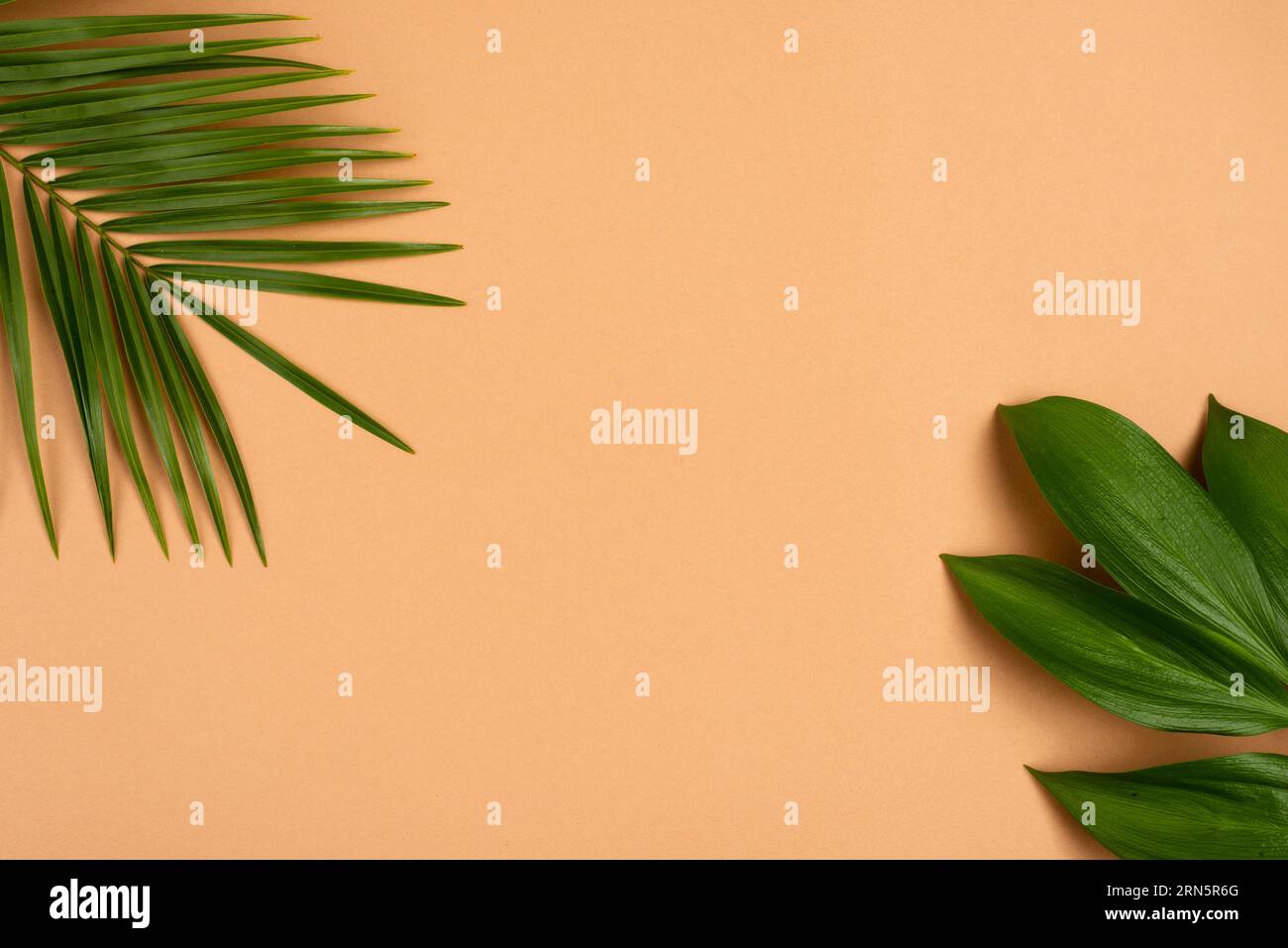 Flat lay different plant leaves with copy space Stock Photo - Alamy