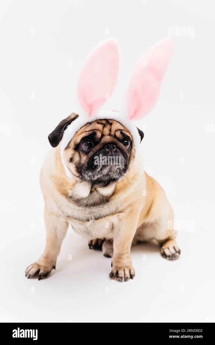 Cute bunny pug hi-res stock photography and images - Alamy