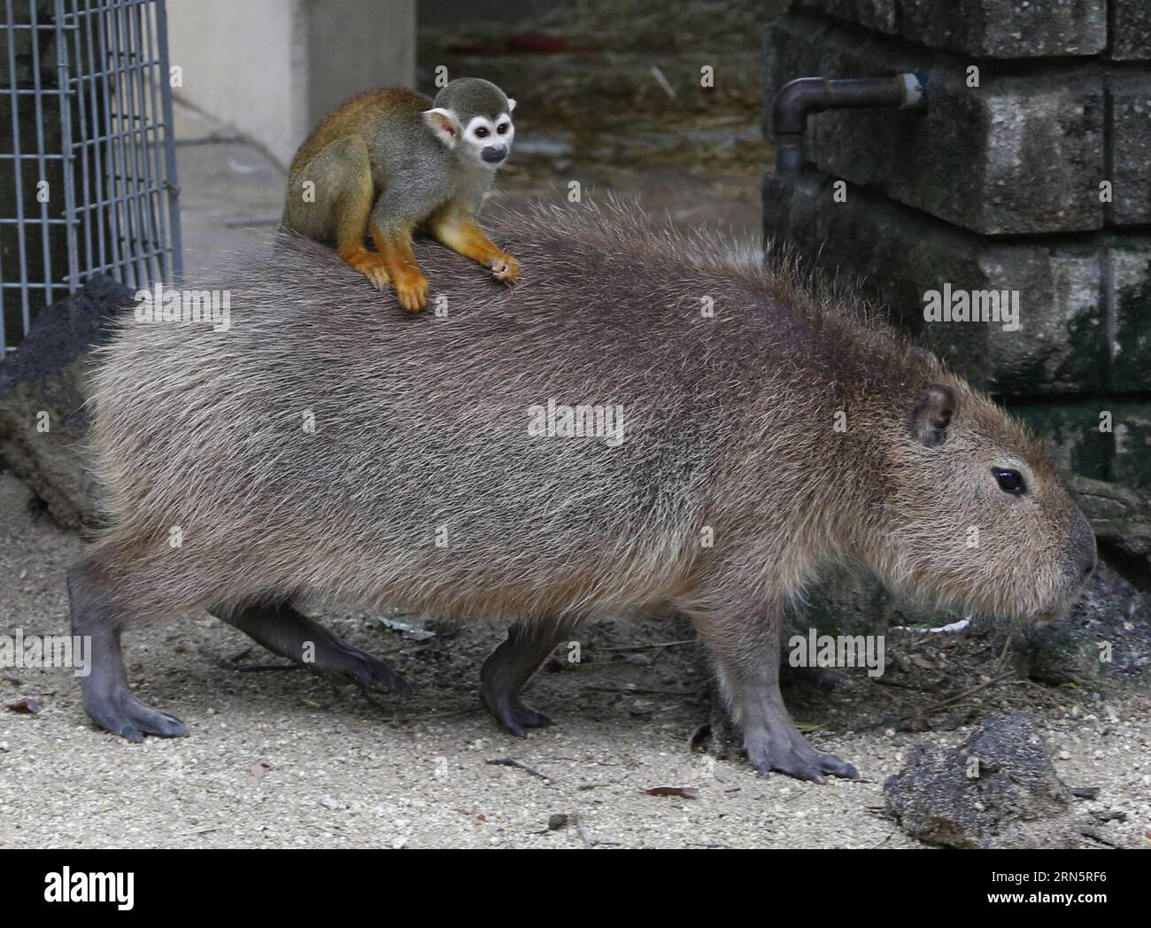 (150702) -- SAITAMA, July 2, 2015 -- A capybara walks with a squirrel ...