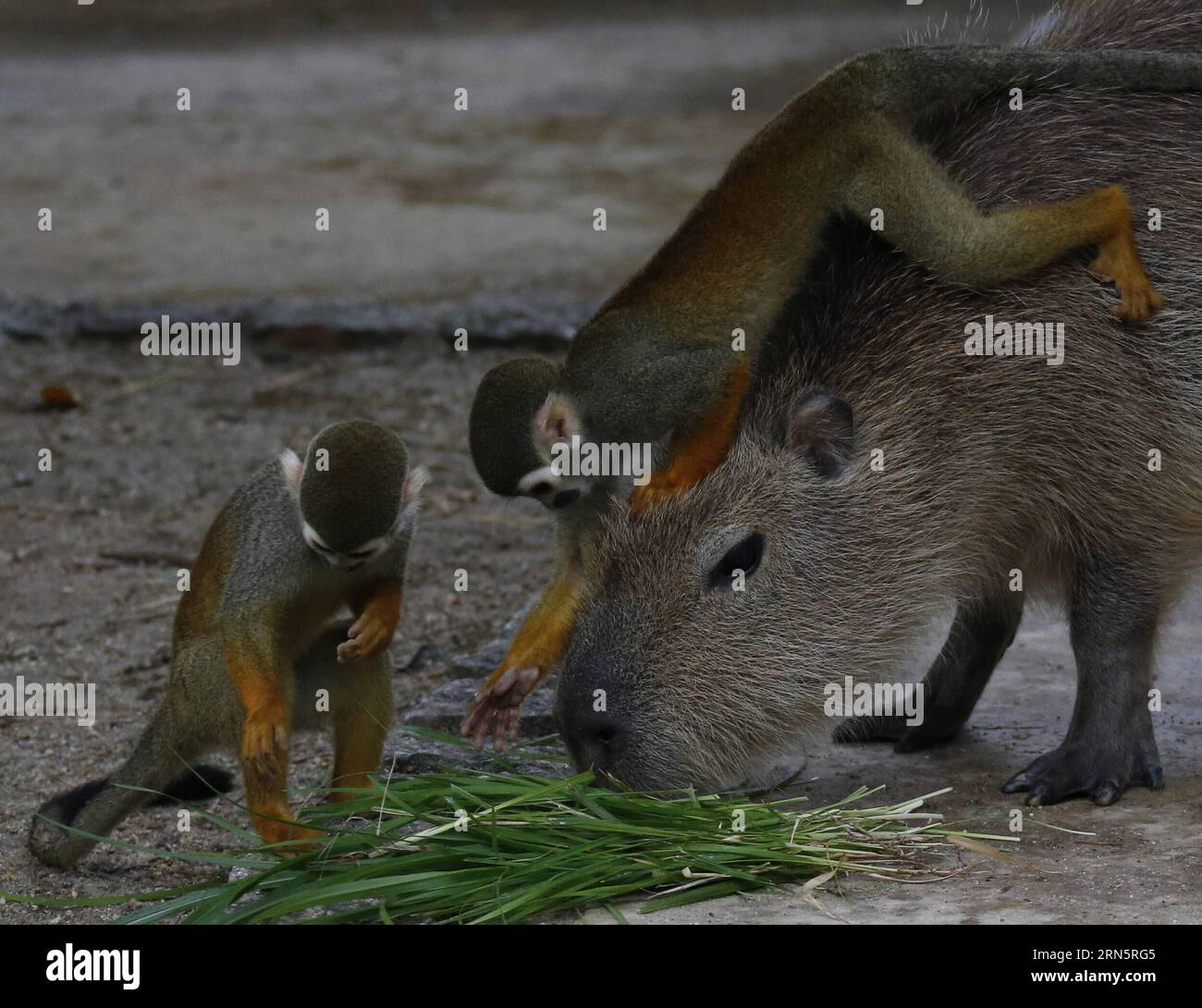 Monkey raises hi-res stock photography and images - Alamy