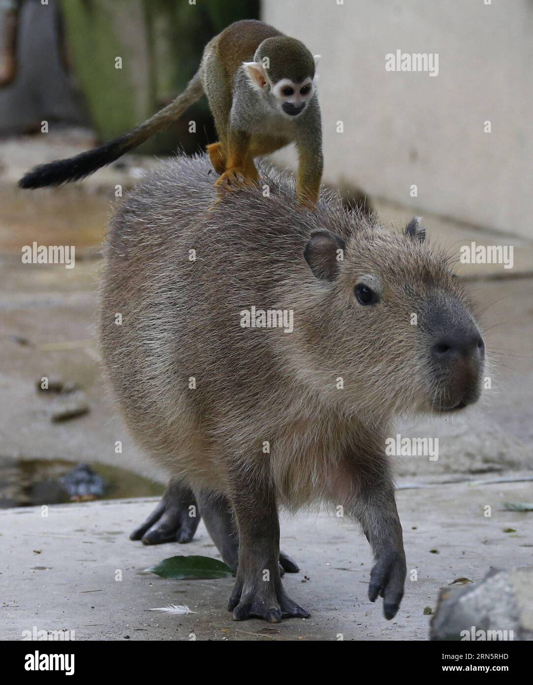 Monkey raises hi-res stock photography and images - Alamy