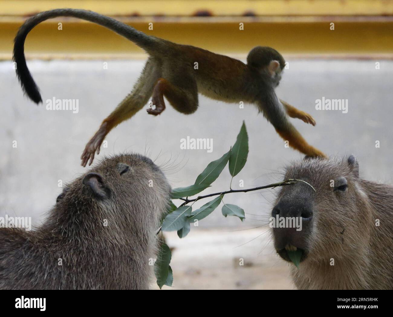 Monkey raises hi-res stock photography and images - Alamy