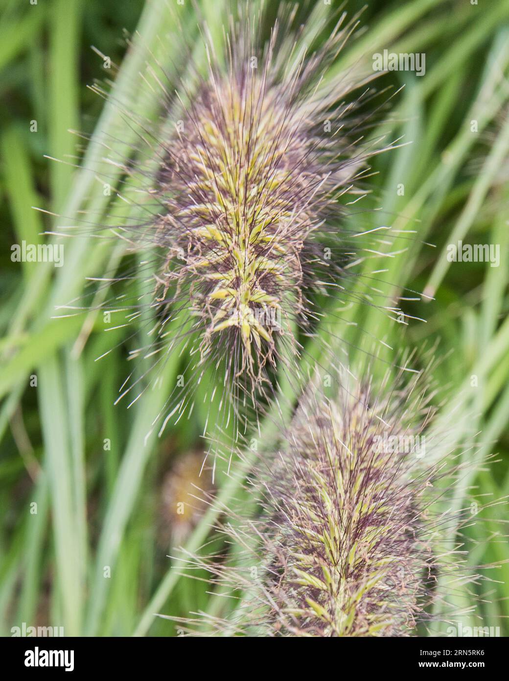 Highly decorative ornamental grass seen in a window box in Gargrave ...