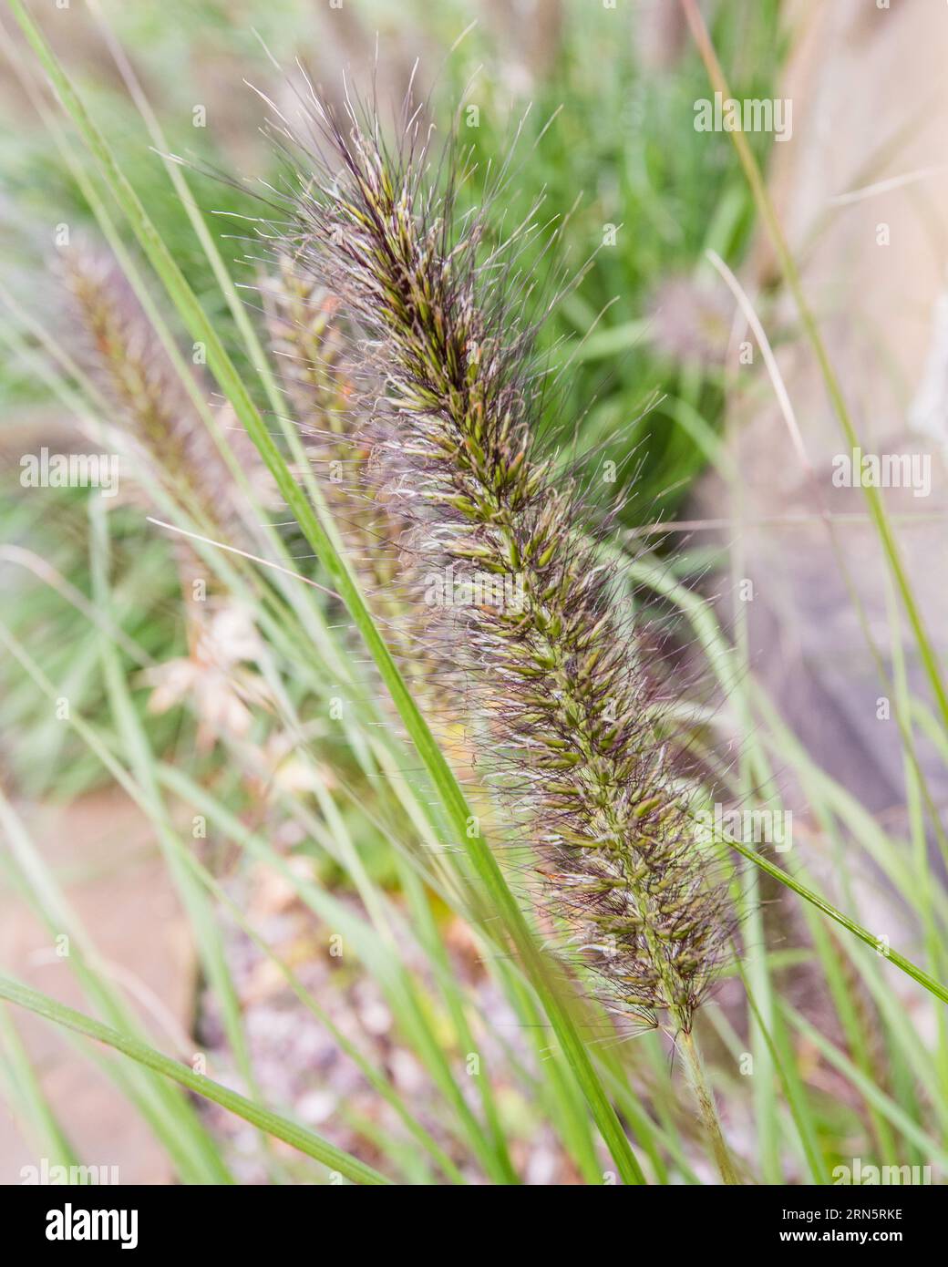 Highly decorative ornamental grass seen in a window box in Gargrave ...