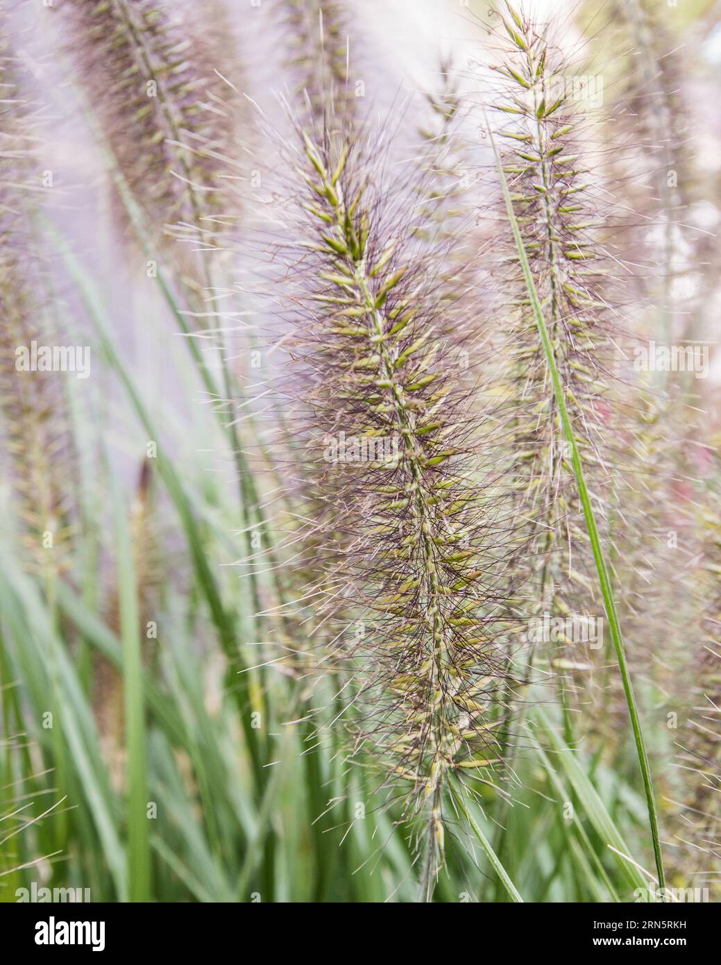 Highly decorative ornamental grass seen in a window box in Gargrave ...