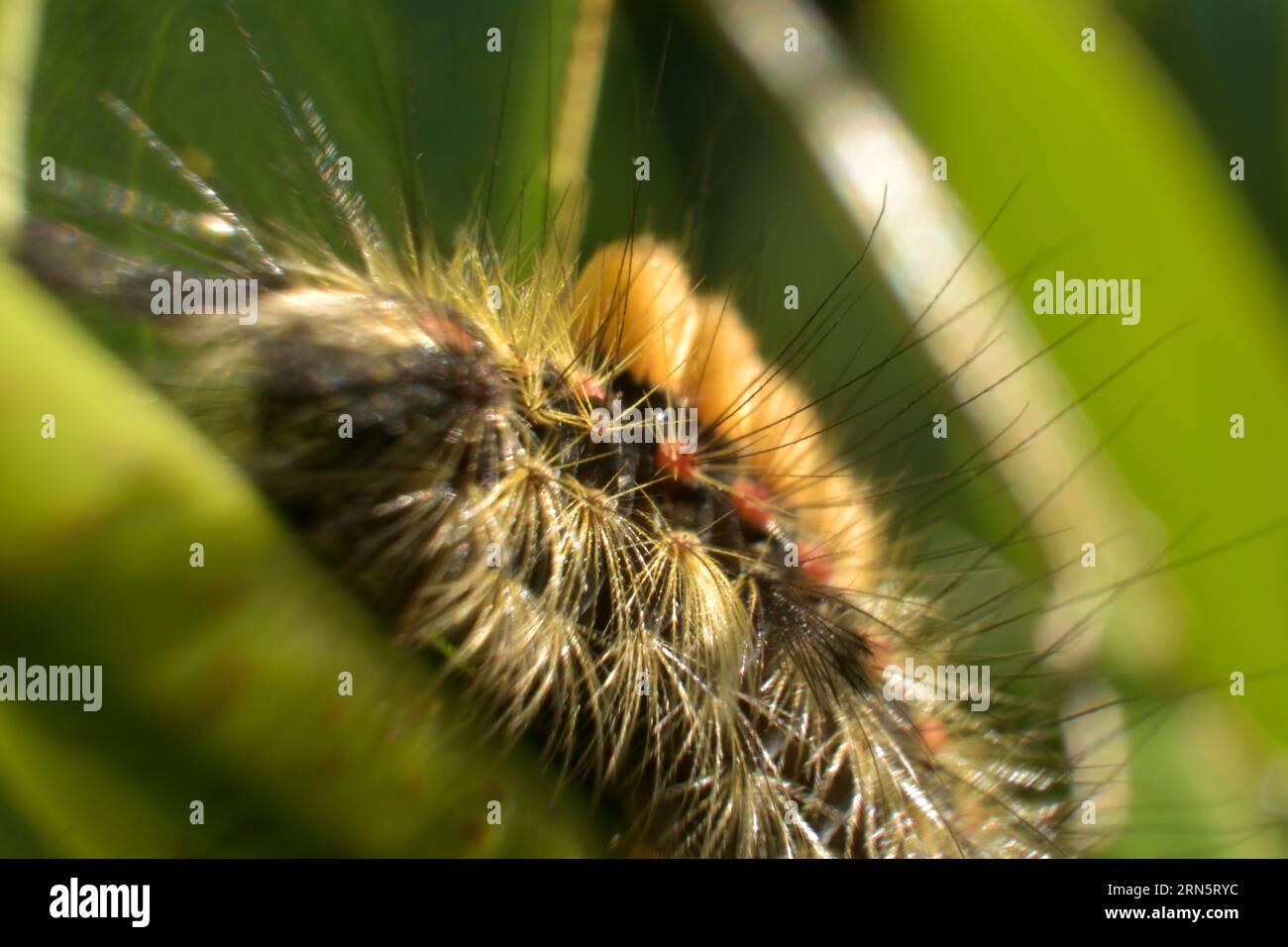 Rusty Tussock / Vapourer Moth larva / caterpillar Stock Photo - Alamy