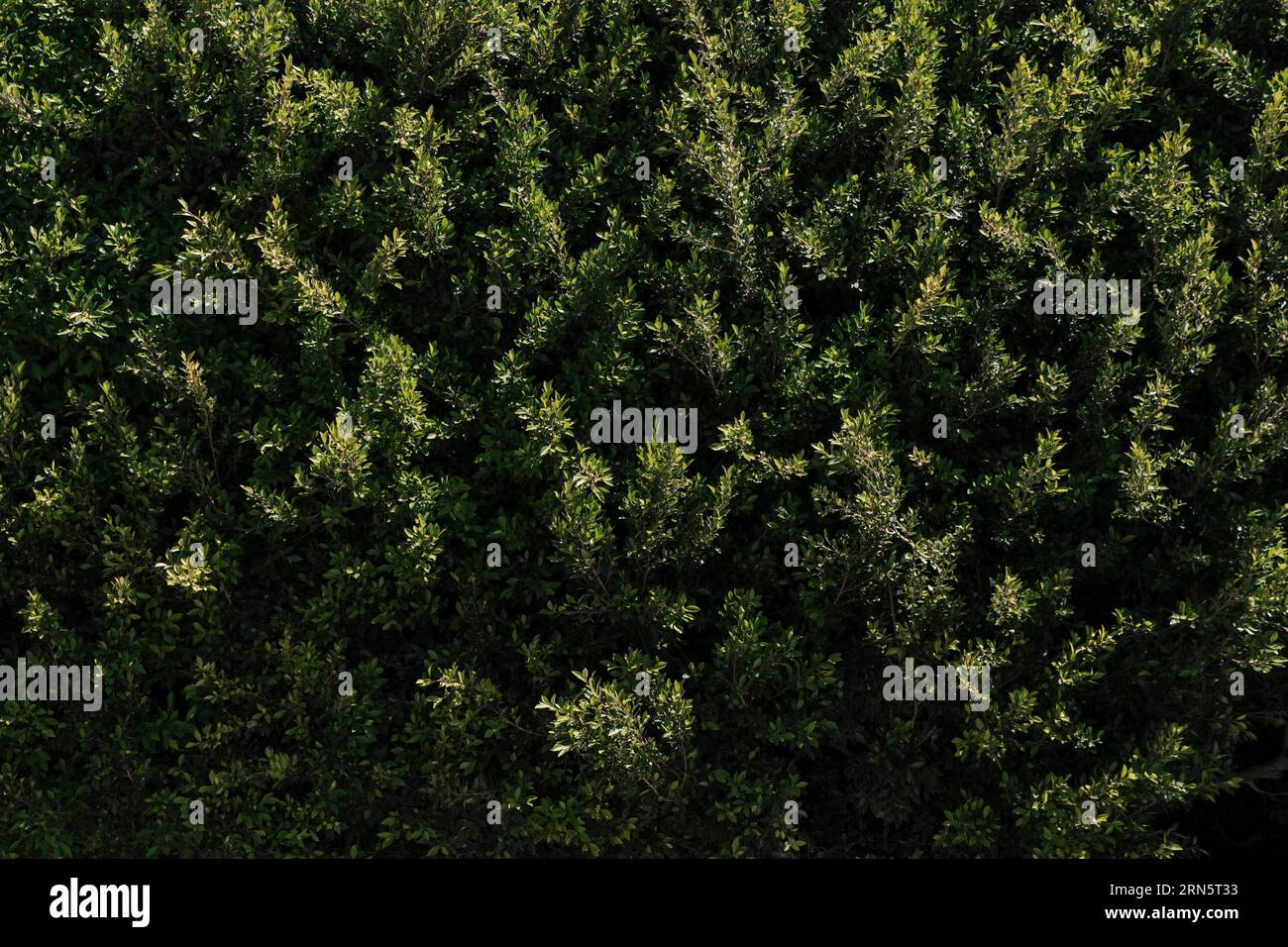 Vegetation texture hi-res stock photography and images - Alamy