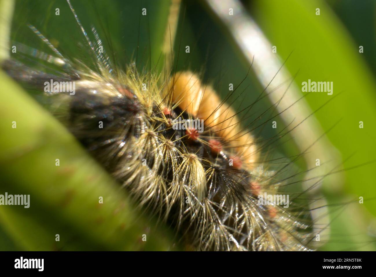 Rusty Tussock / Vapourer Moth larva / caterpillar Stock Photo - Alamy