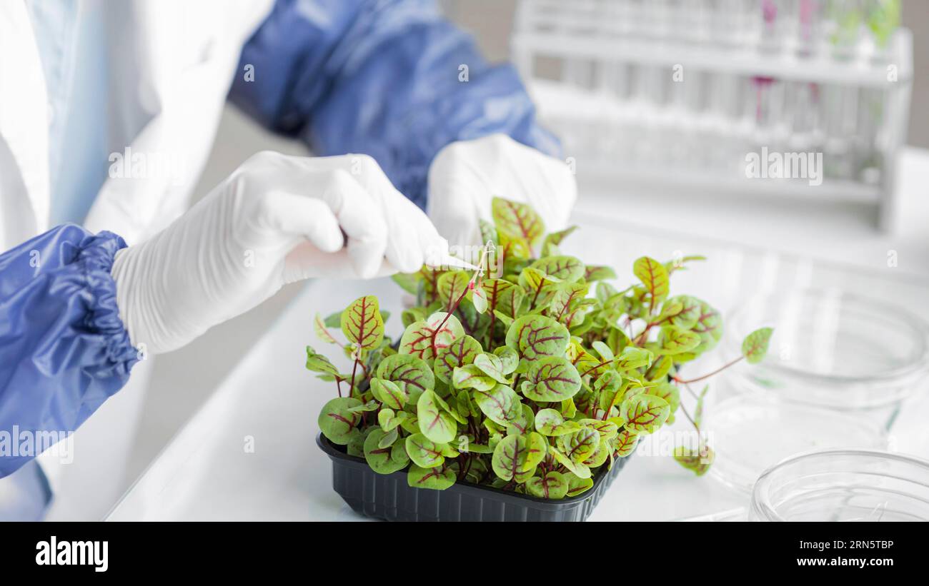 Researcher with plant biotechnology laboratory Stock Photo - Alamy